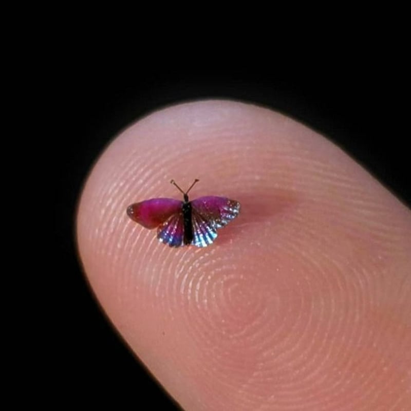 Micro Miniature - Etsy