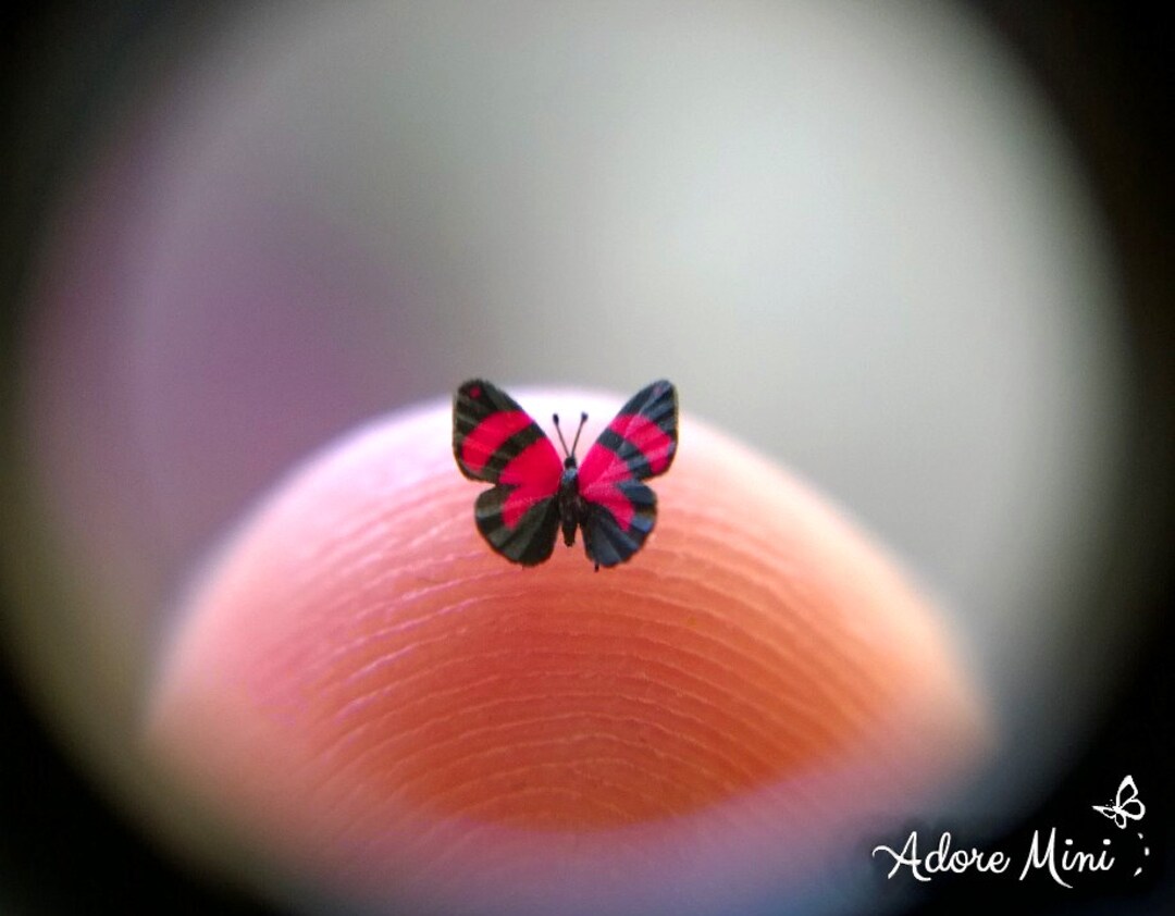 Crimson Callicore, Micro Miniature Butterfly, Callicore Cynosura ...