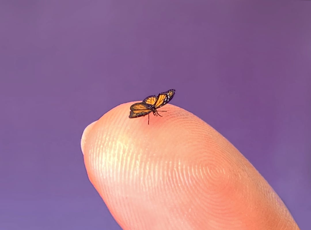 Monarch, Micro Miniature Butterfly, Danaus Plexippus, Dollhouse Scale ...