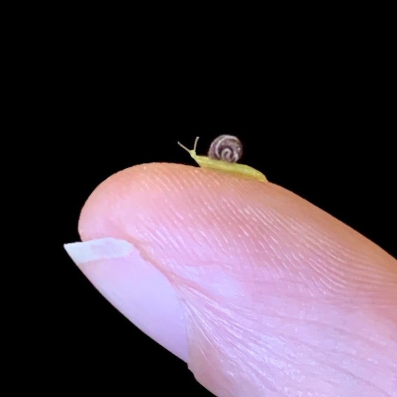 Fairy Garden Snails - Etsy