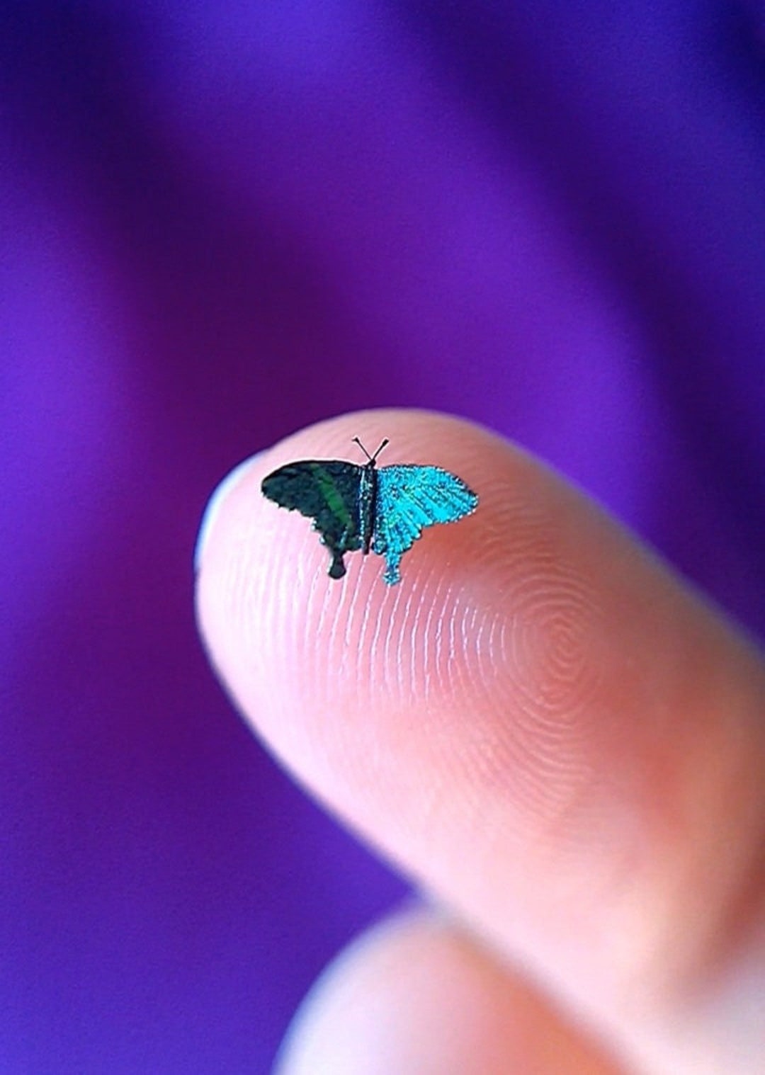 Emerald Swallowtail, Micro Miniature Butterfly, Papilio Palinurus ...