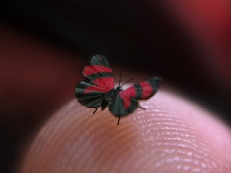 Crimson Callicore, Micro Miniature Butterfly, Callicore Cynosura ...