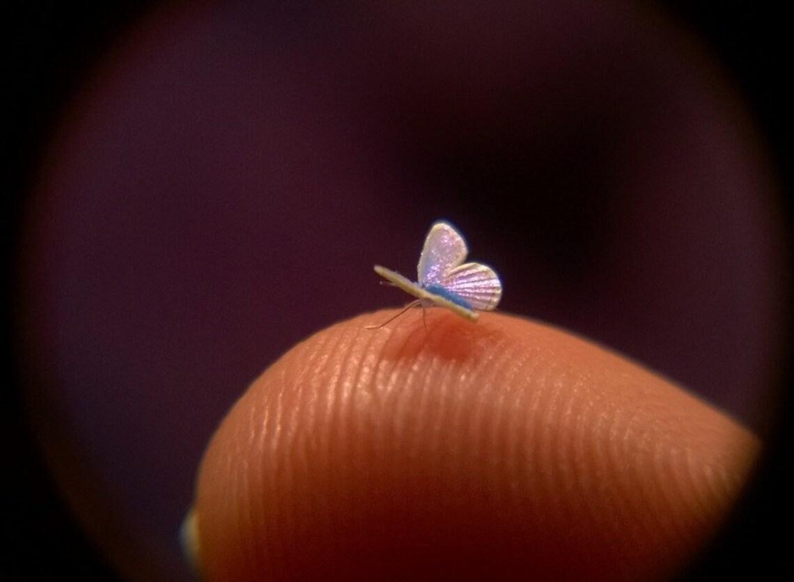 Common Blue, Micro Miniature Butterfly, Polyommatus Icarus, Dollhouse ...