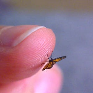 Monarch, Micro Miniature Butterfly, Danaus Plexippus, Dollhouse Scale ...