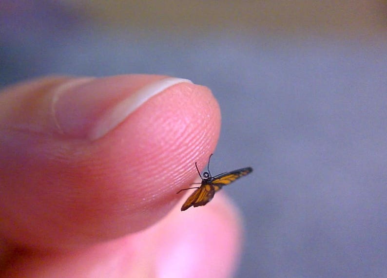 Monarch Micro Miniature Butterfly Danaus Plexippus - Etsy