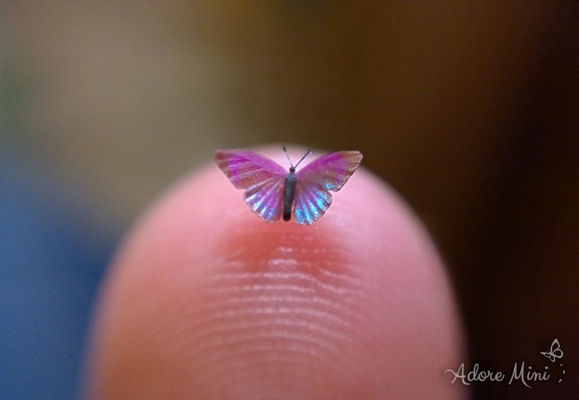 Shining Purplewing, Micro Miniature Butterfly, Eunica Alpais Excelsa ...
