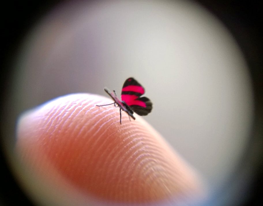 Crimson Callicore, Micro Miniature Butterfly, Callicore Cynosura ...