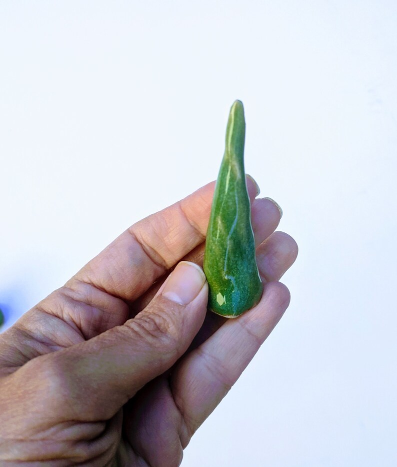 Mini Tree Cypress Miniature Trees Small Trees Dollhouse - Etsy