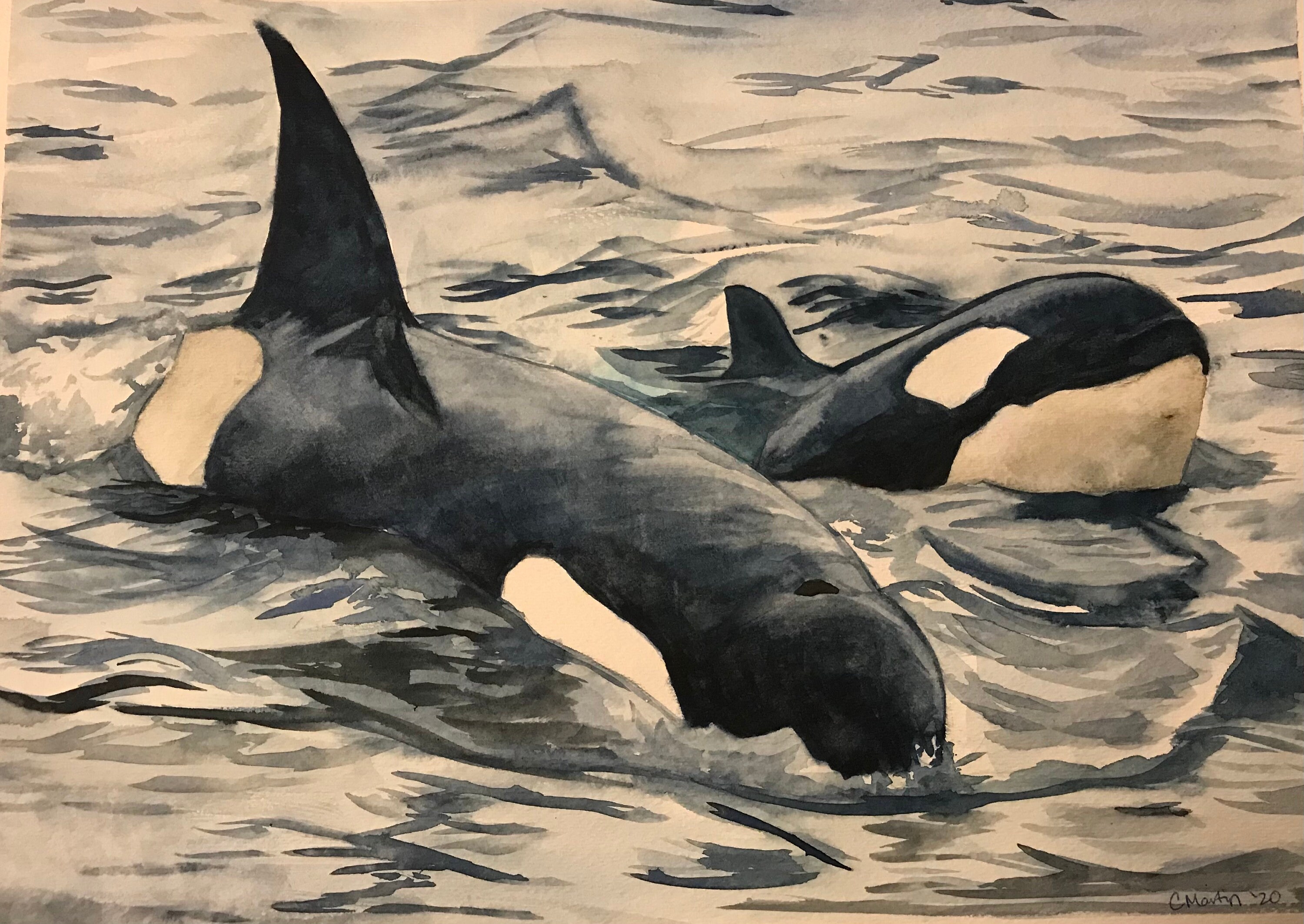 Orca Family Watercolor - Etsy