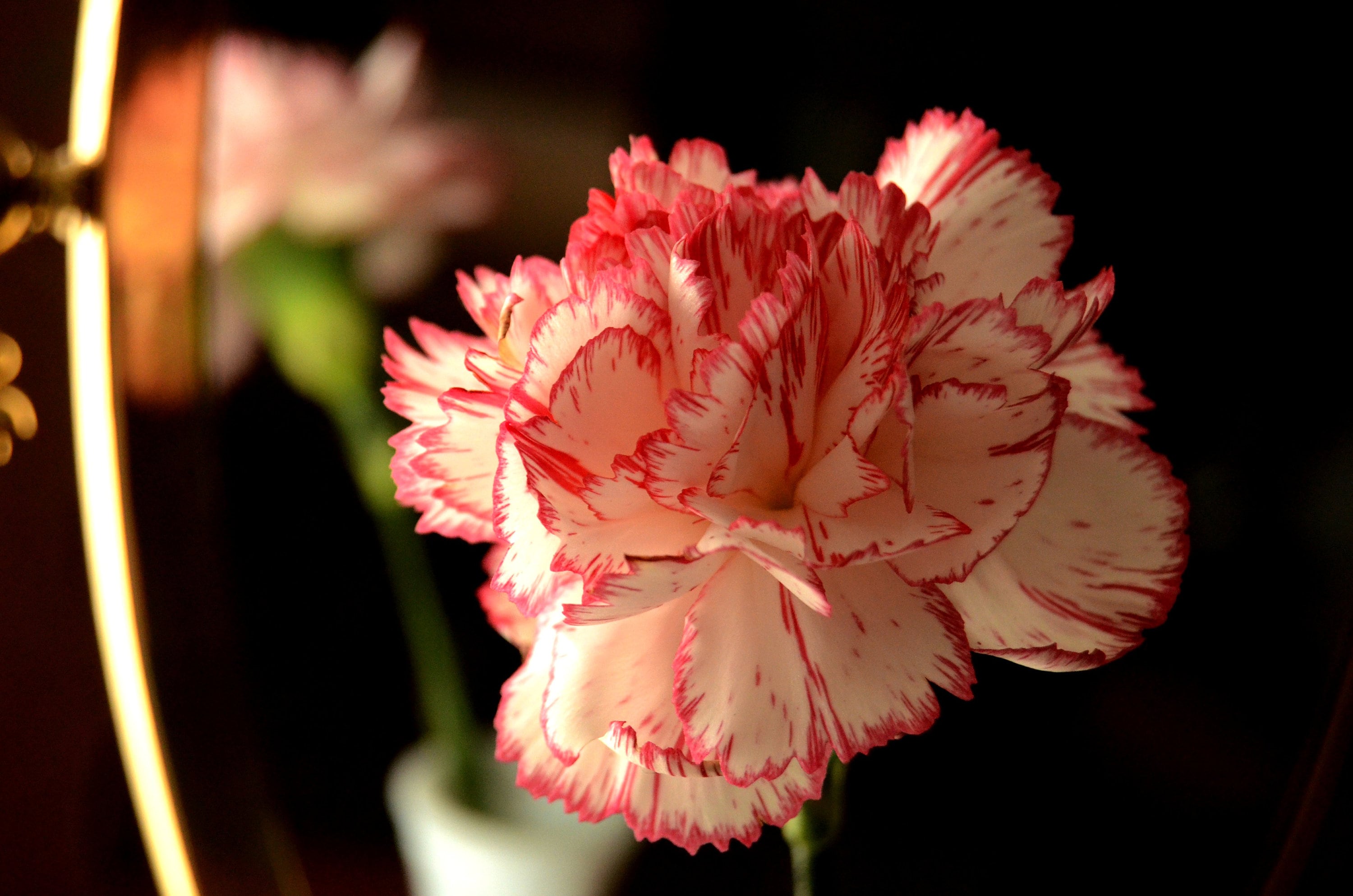 Digital Download Photo Pink Ombre Carnation Etsy