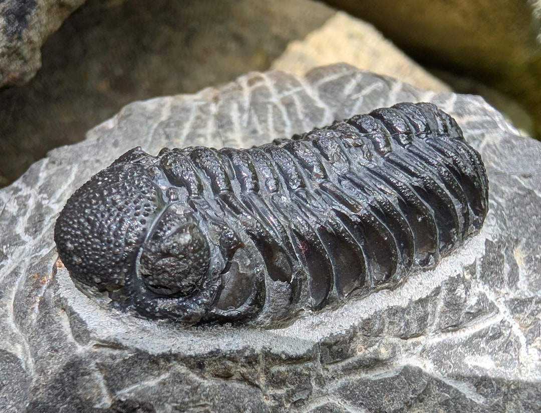 Trilobite Fossil, 'phacops', Morocco, Devonian Age 380 Million Years ...