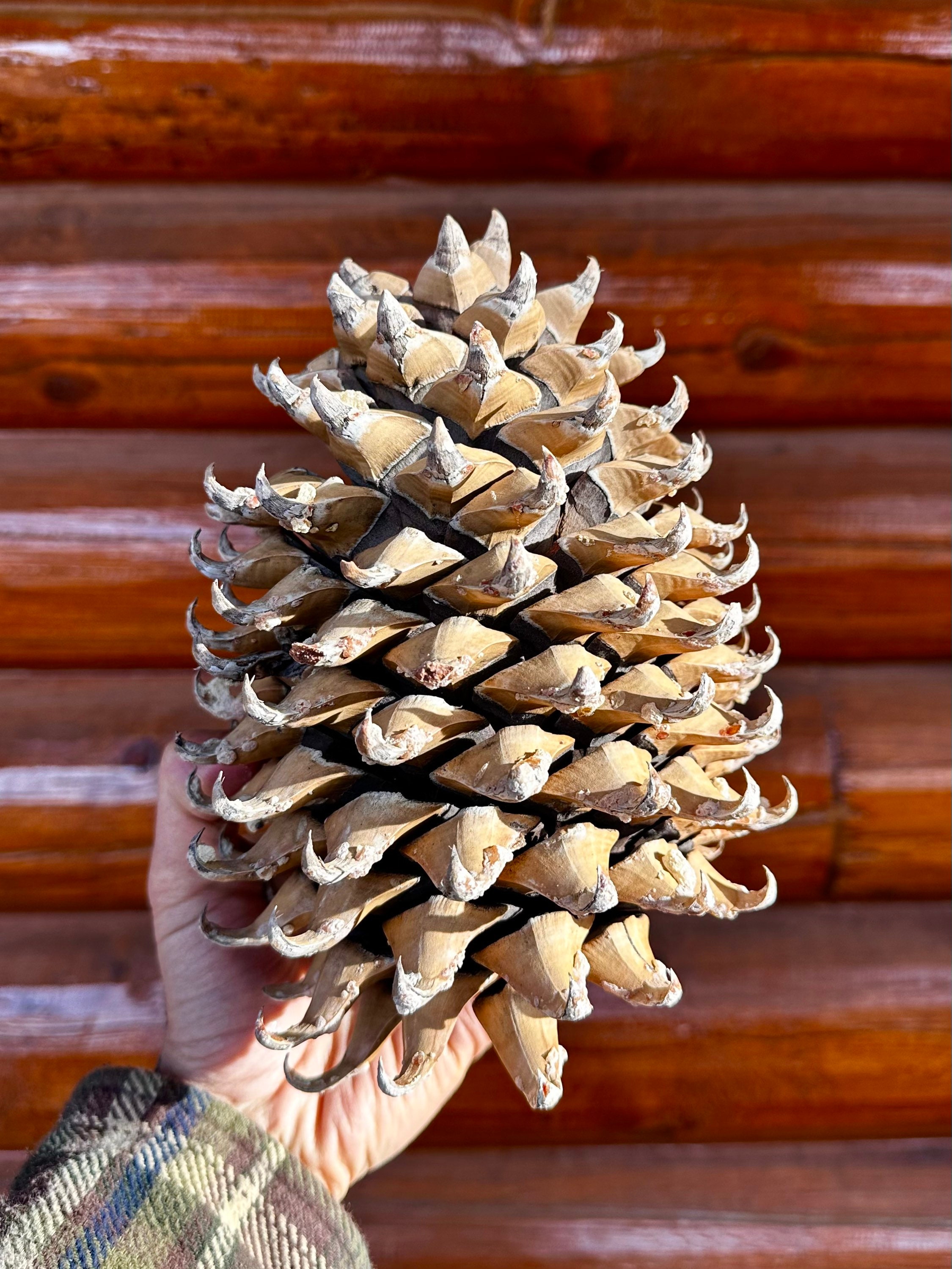 Giant California Coulter Pine Cone Pinus Coulteri widow-maker - Etsy