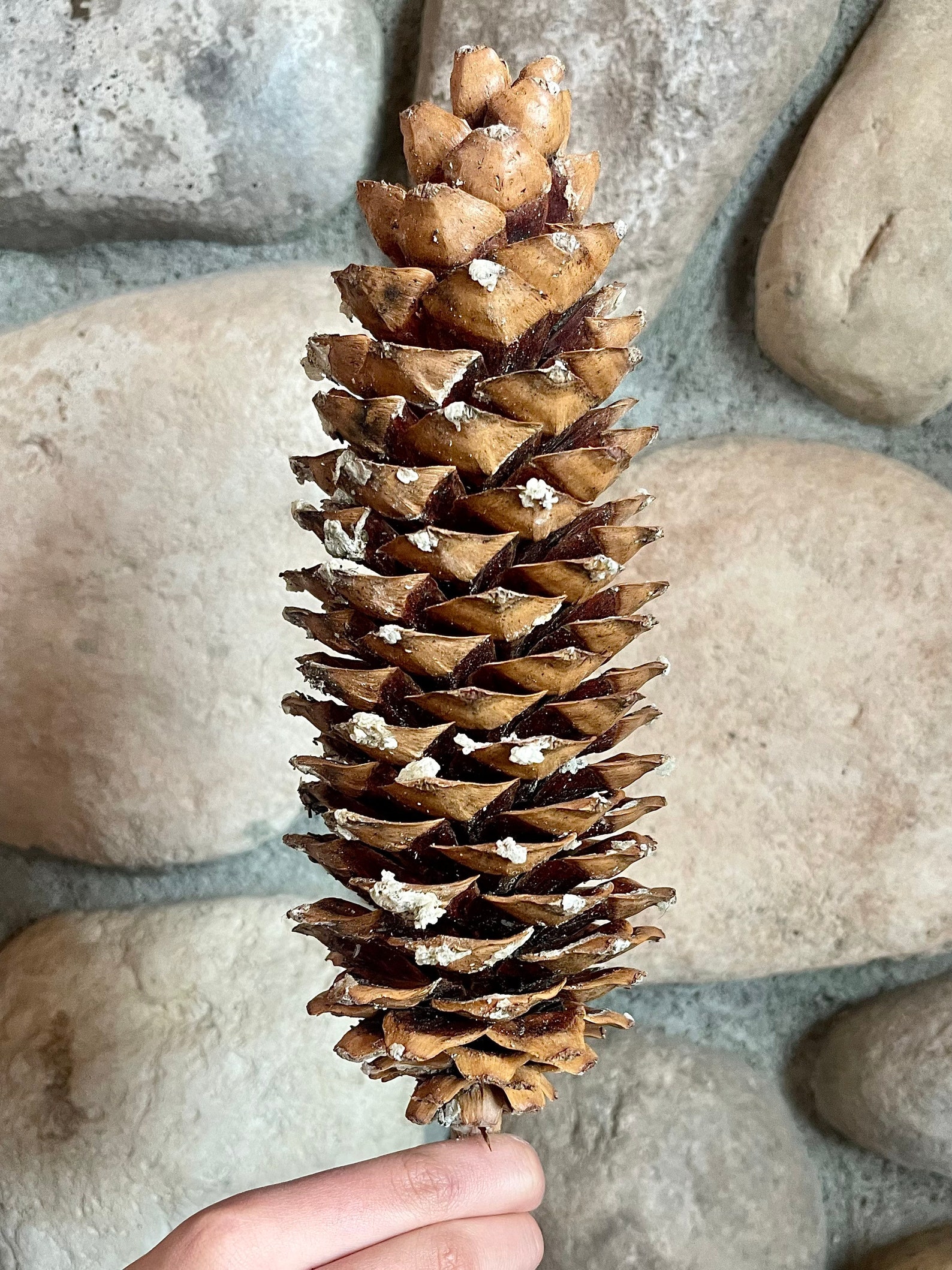 Giant Sugar Pine Cone Pinus Lambertiana - Etsy