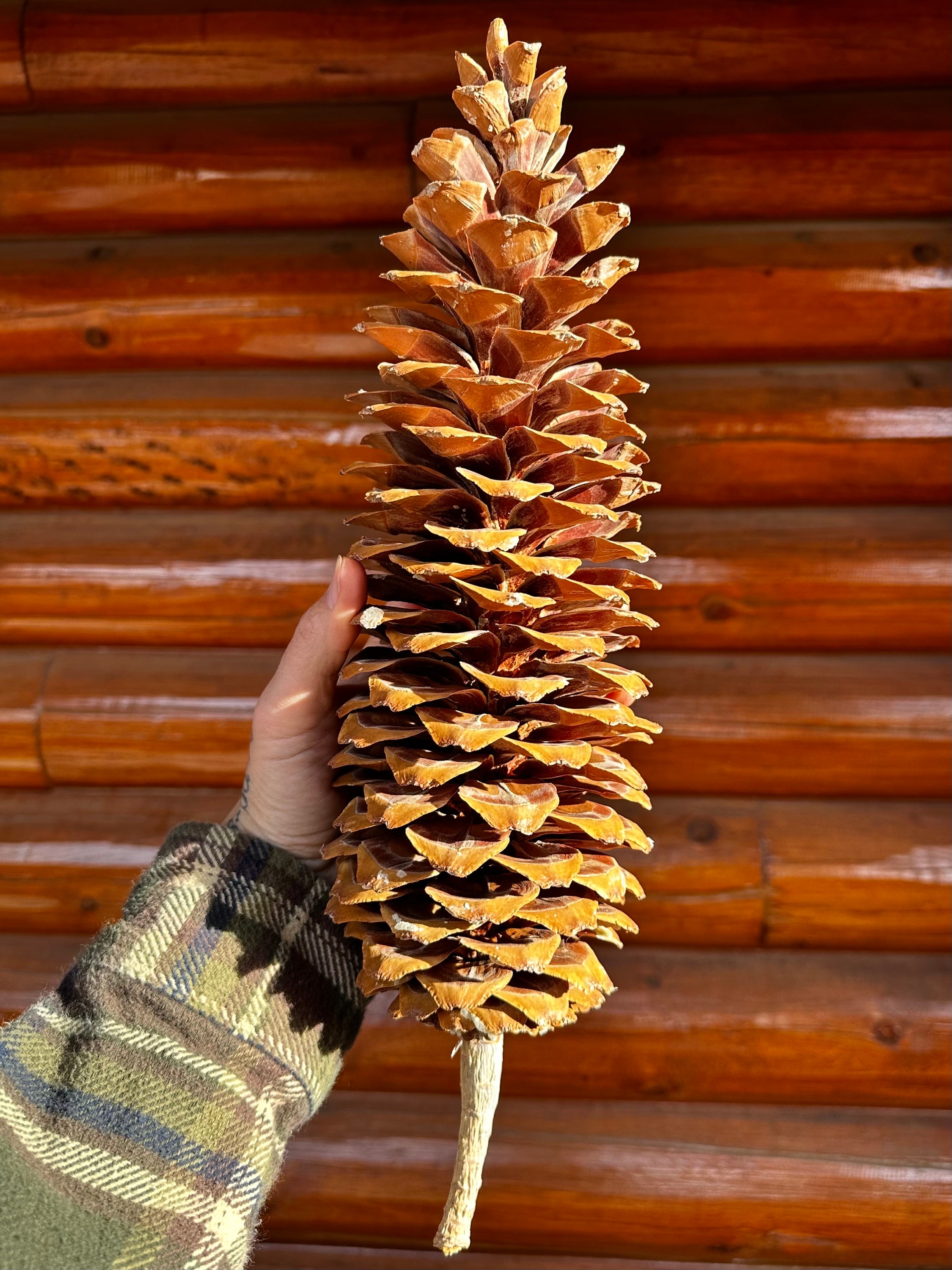 Giant Sugar Pine Cone Pinus Lambertiana - Etsy