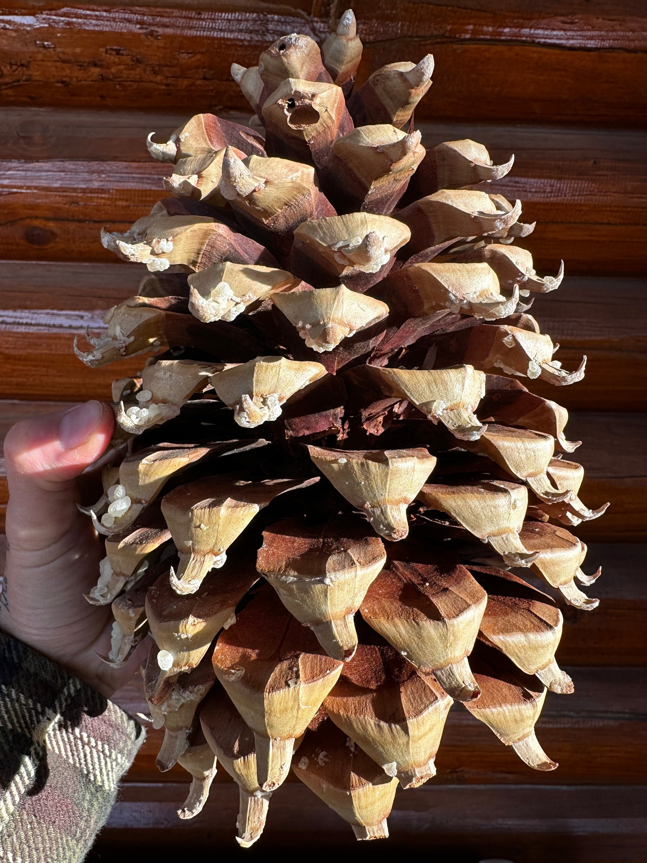 Giant California Coulter Pine Cone Pinus Coulteri widow-maker - Etsy