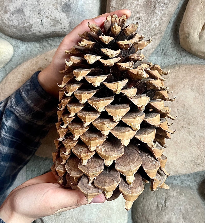 Giant California Coulter Pine Cone Pinus Coulteri widow-maker - Etsy