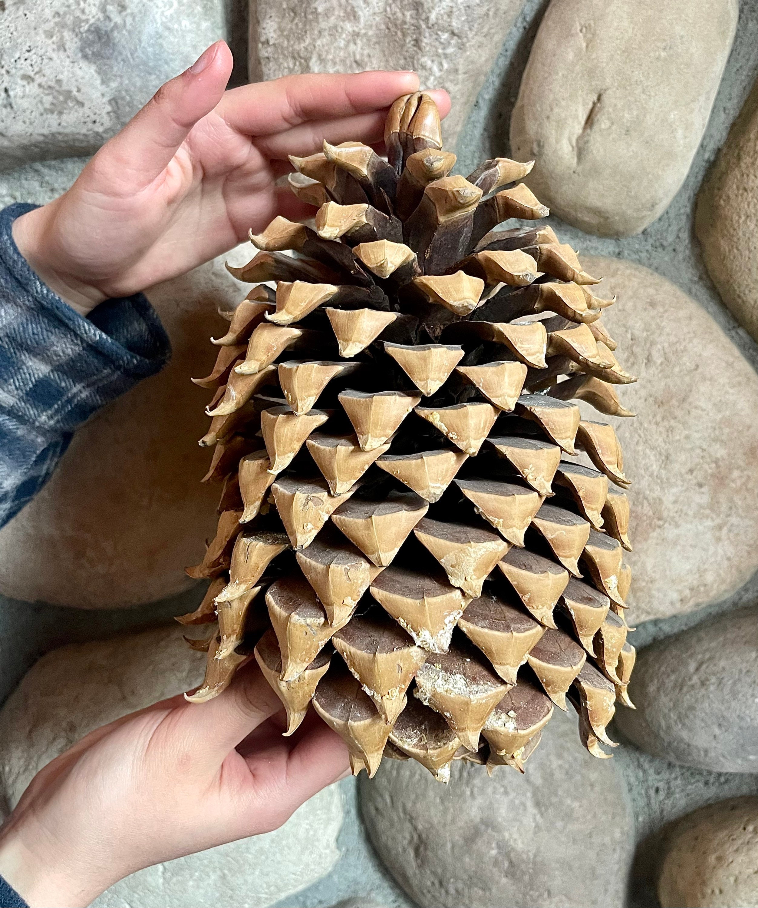 Giant California Coulter Pine Cone Pinus Coulteri widow-maker - Etsy