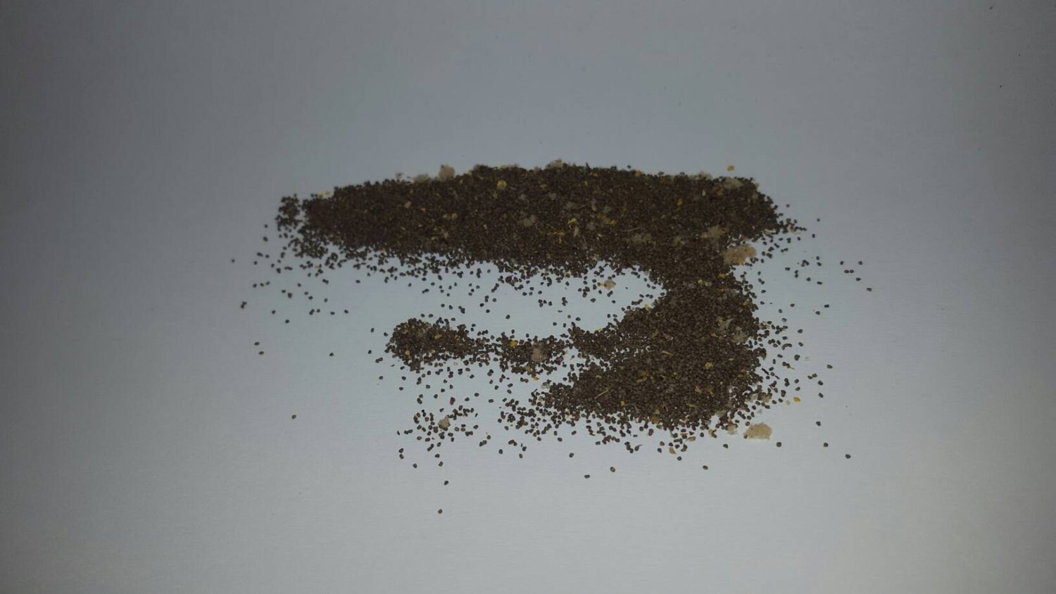 Common Mullein Seeds 100 Count. Organic - Etsy