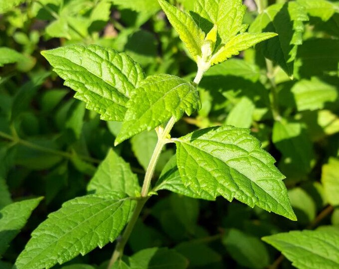 Mexican Dream Herb, Calea Zacatechichi Live Plants - Etsy