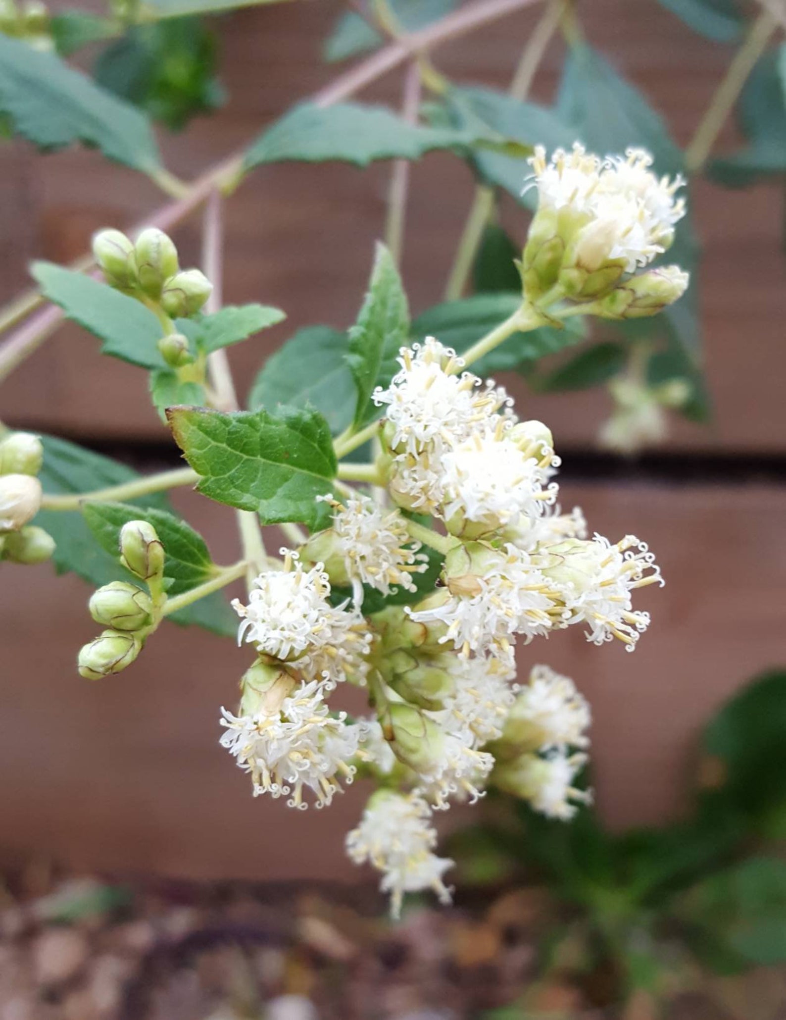 Calea Zacatechichi Mexican Dream Herb Ticture Made From FRESH - Etsy India