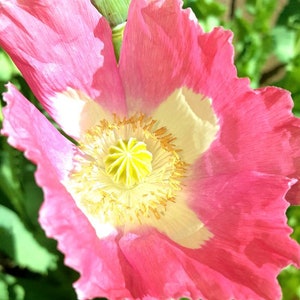 Izmir Afghan Special Galania Poppy Seeds open Pollenated F1 and F2s. - Etsy