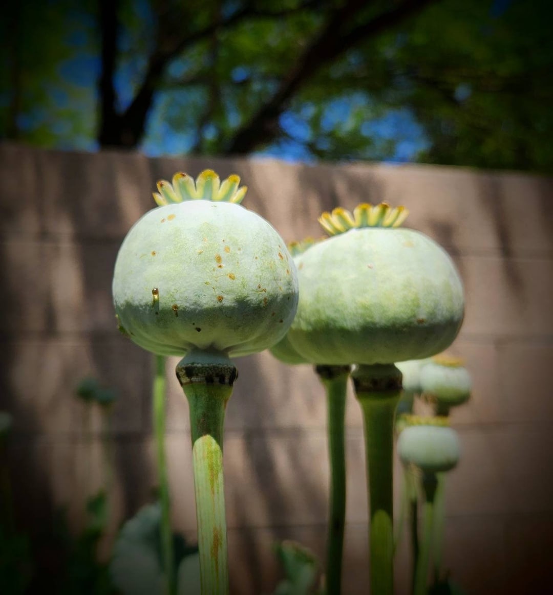 Izmir Afghan Special Galania Poppy Seeds open Pollenated F1 and F2s. - Etsy