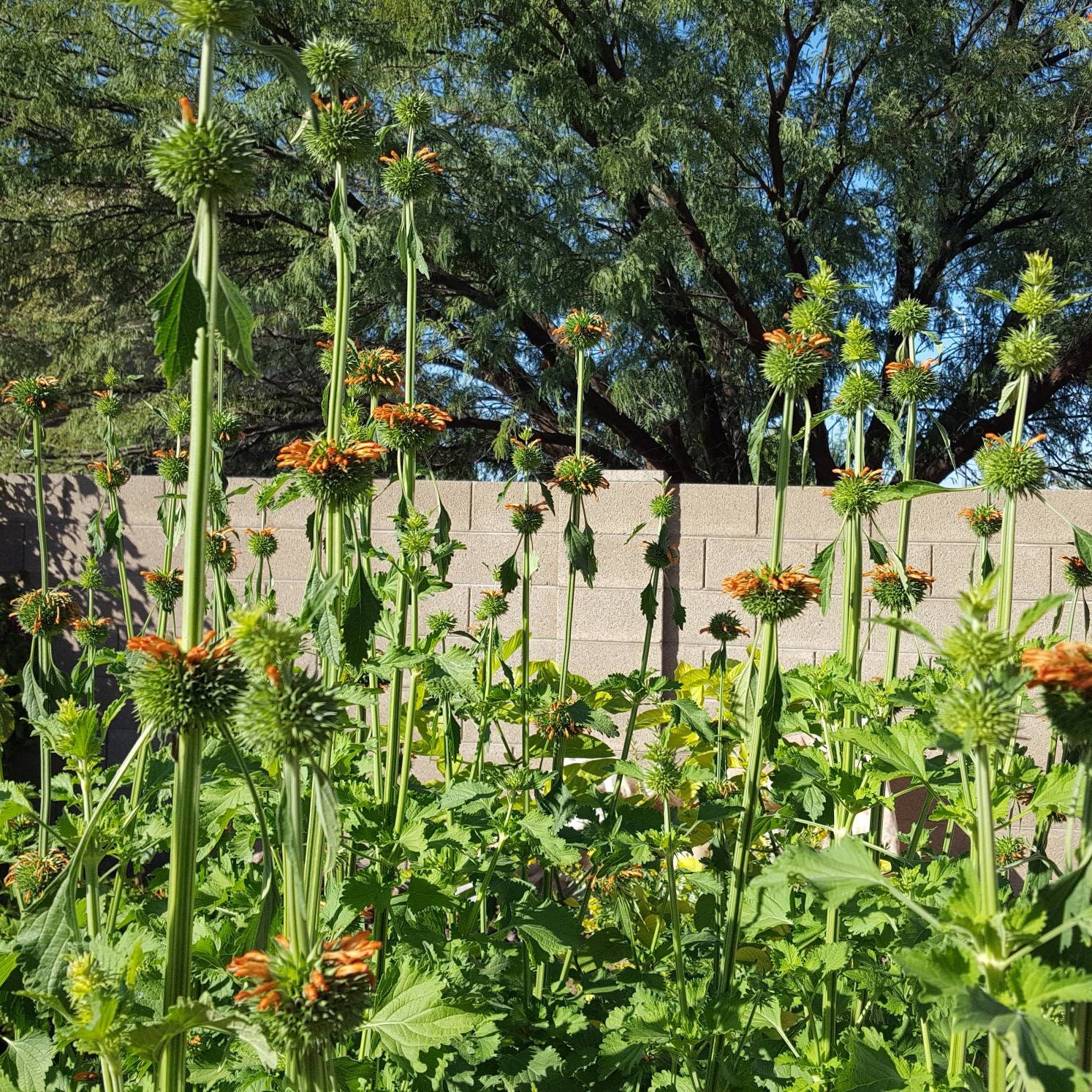Klip Dagga Seeds Leonotis Nepetifolia Organic - Etsy