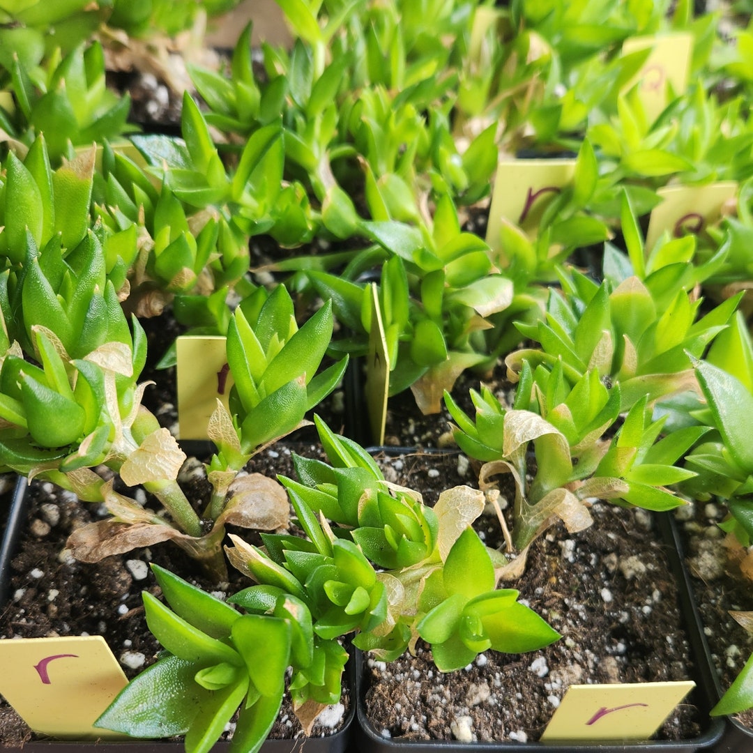 Kanna Plant , Sceletium Tortuosum - Etsy