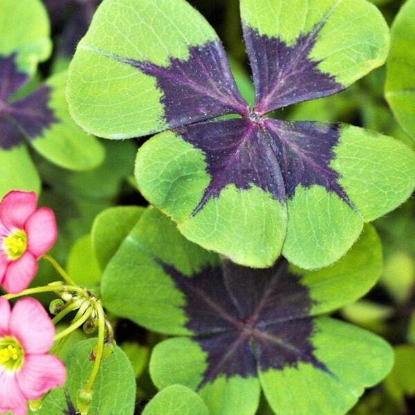 Shamrocks - Etsy