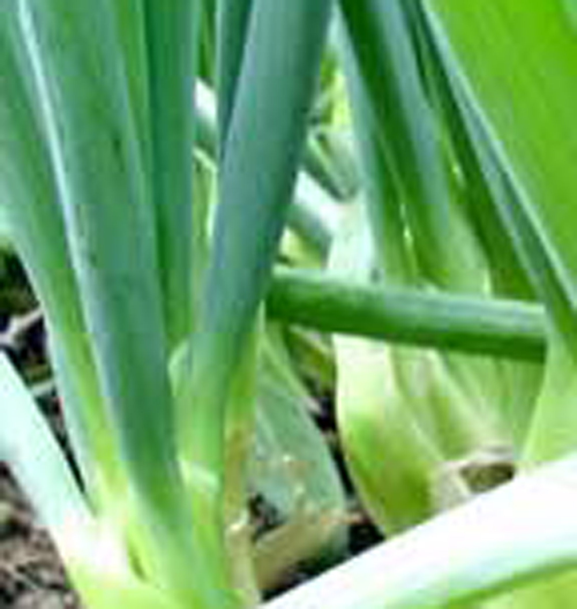 Scallion Plant