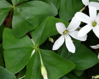 Oxalis Triangularis Purple Shamrock Perennials Easy to Grow Live Plant ...