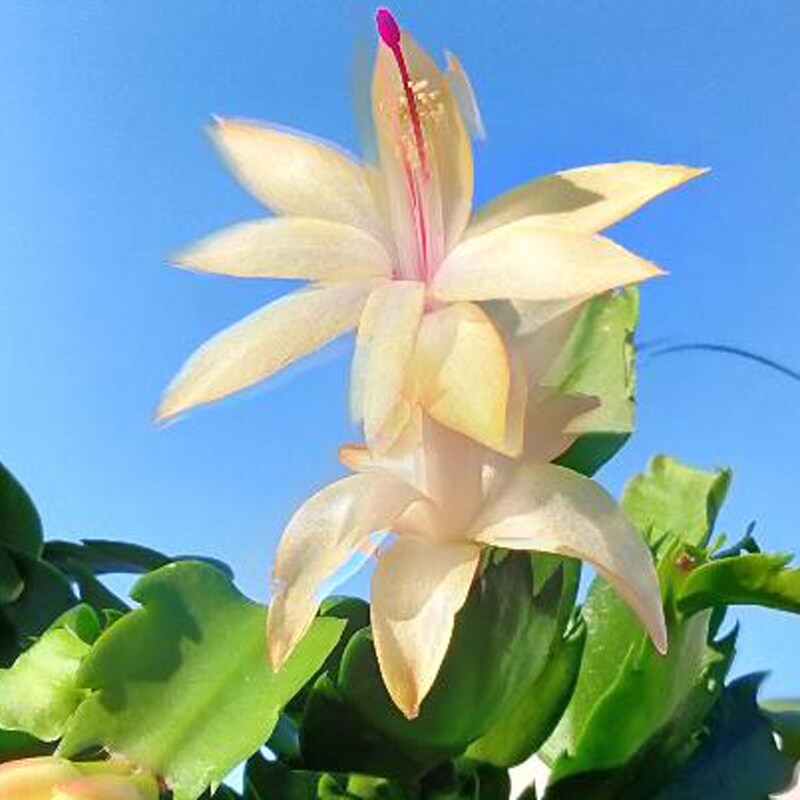 Yellow Christmas Cactus - Etsy