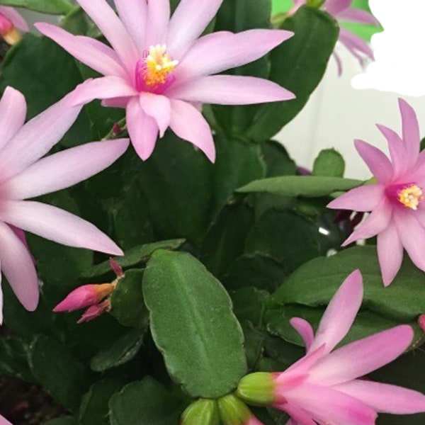 Easter Cactus Plant - Etsy