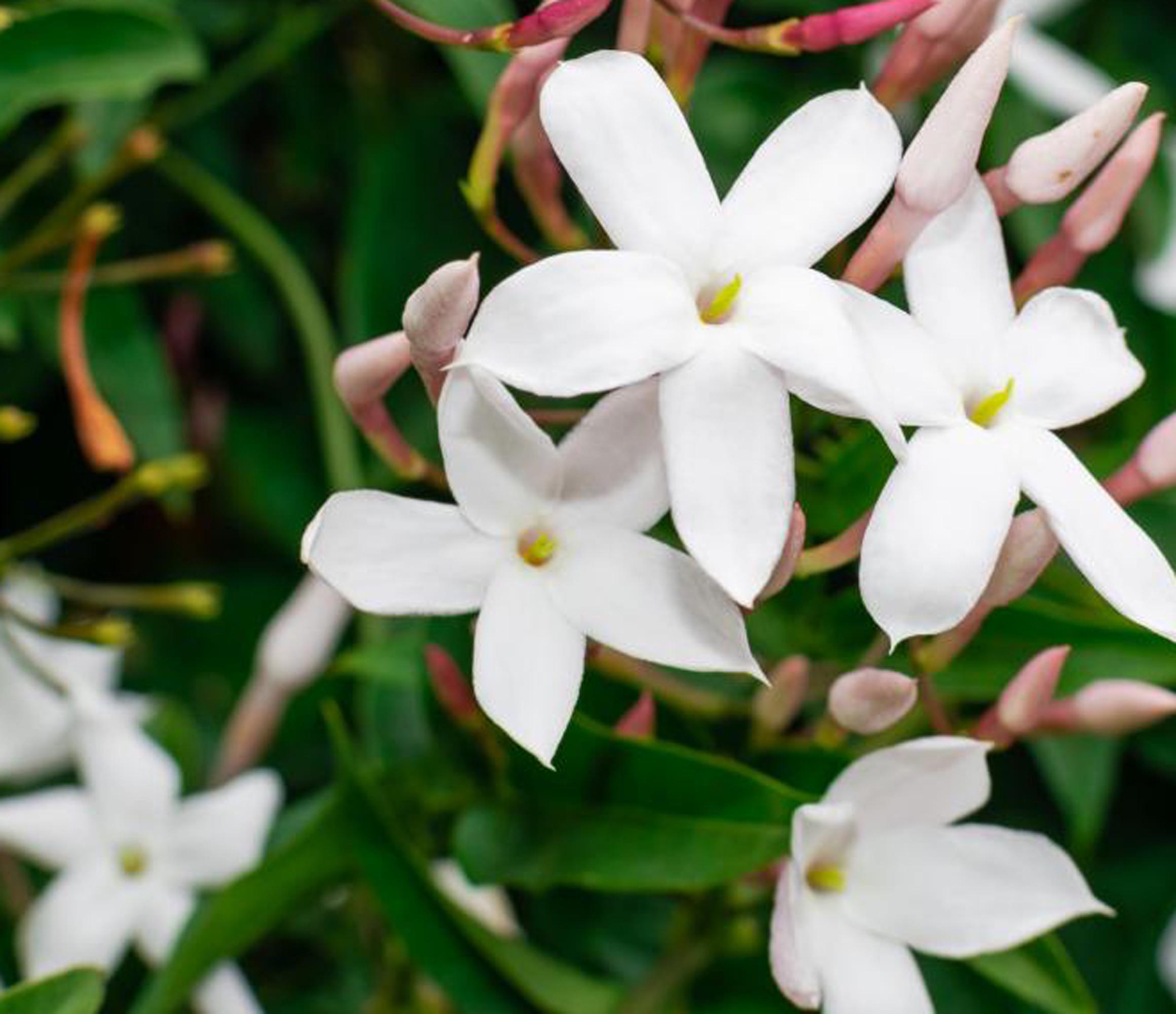 Pink Jasmine Plant 15 Height - Etsy