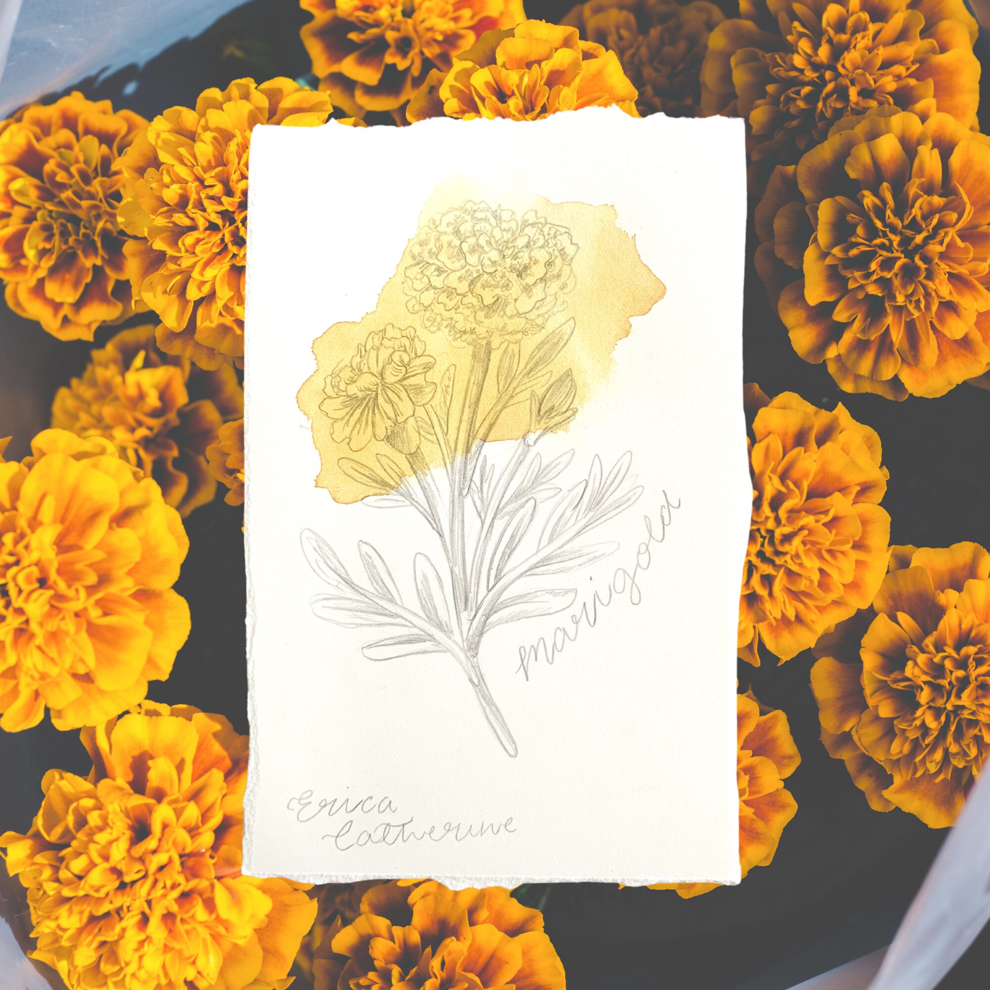 October Birth Flower Original Drawing October Birthday Gifts - Etsy
