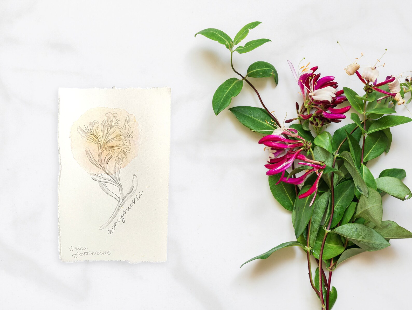 June Birth Flower Original Drawing - June Birthday Gifts - Rose Flower ...