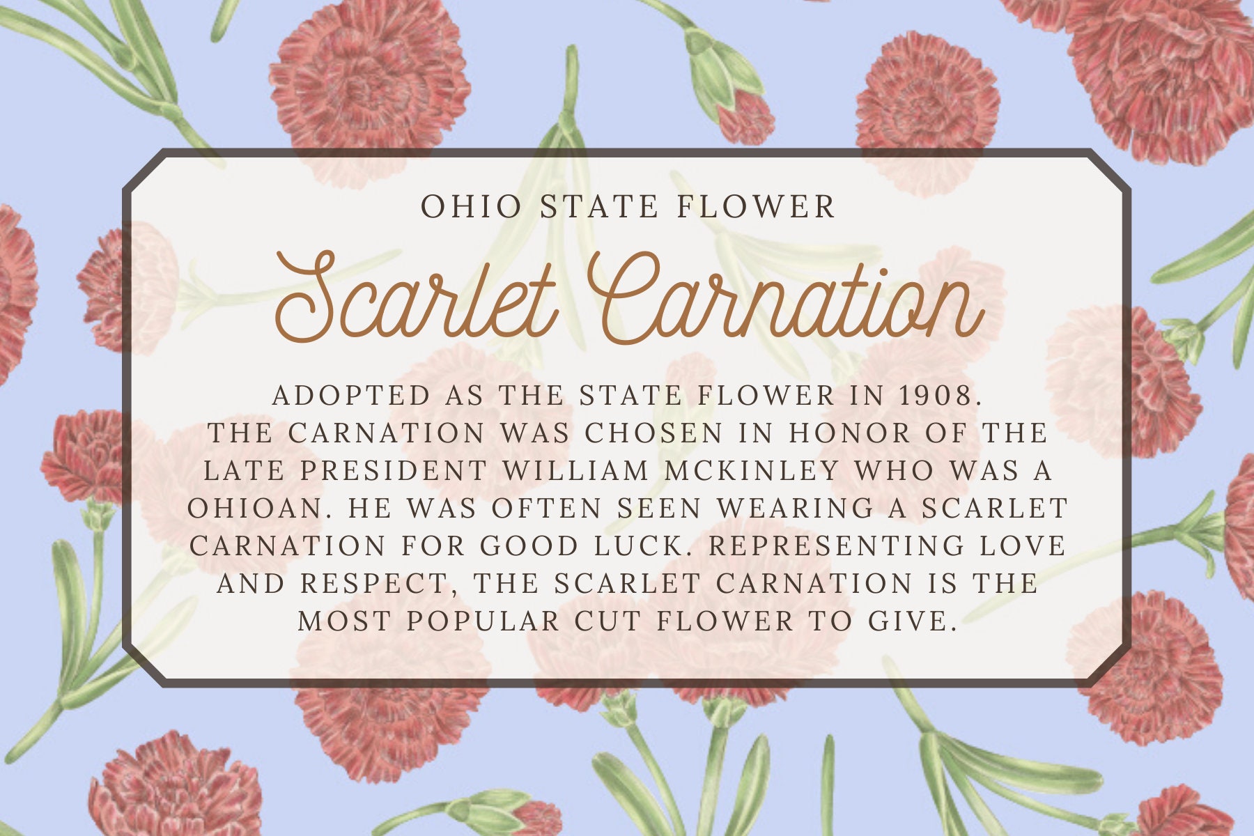 Scarlet Carnation Flower Scarf Ohio State Flower Ohio - Etsy