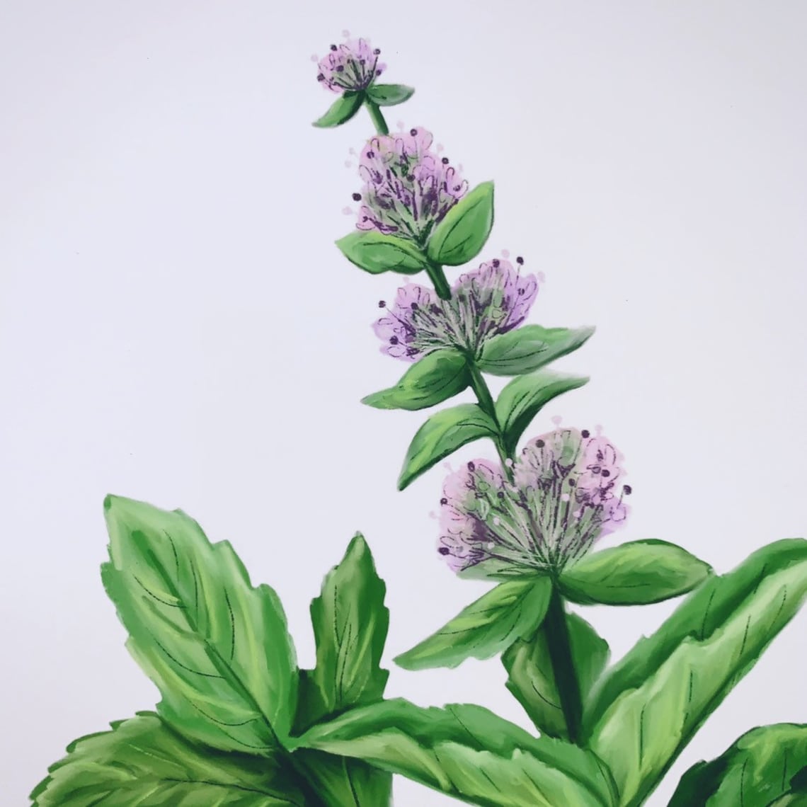 Peppermint Peppermint Art Calming Decor Peppermint Plant - Etsy
