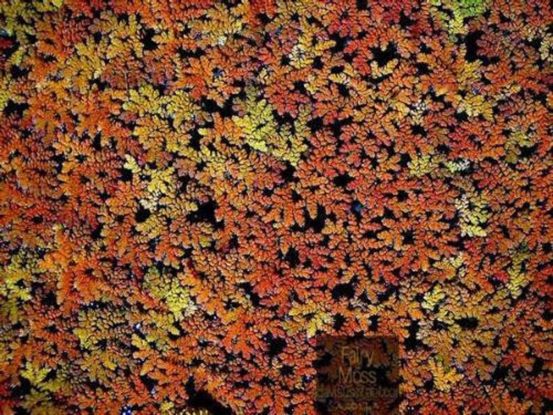 Plants to Adapt Your Swimming Pool to a Natural Ornamental Pond - Etsy