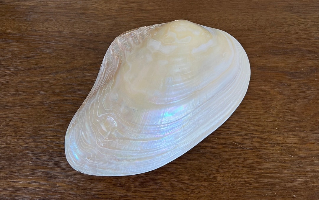 Large Pearl Clam Polished Shell, Pearl Clam Shell, Shell Decor, Beach ...