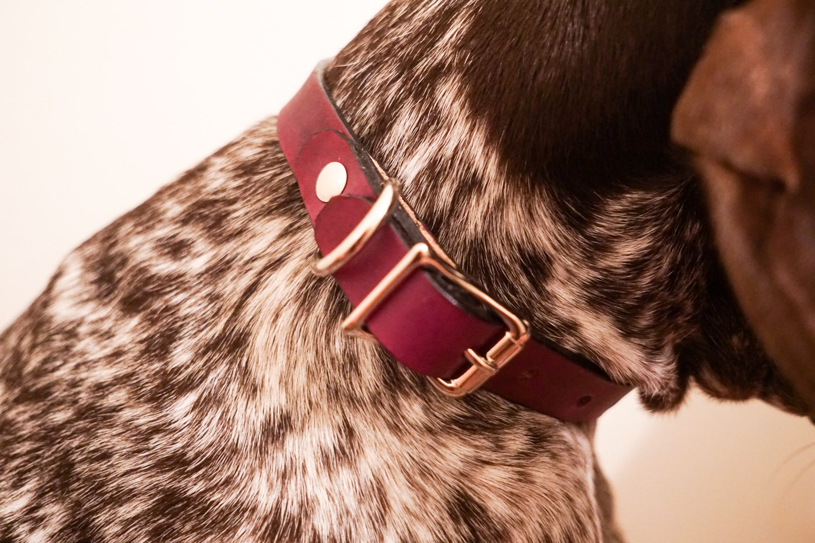 Custom Colored Leather Collar | Etsy