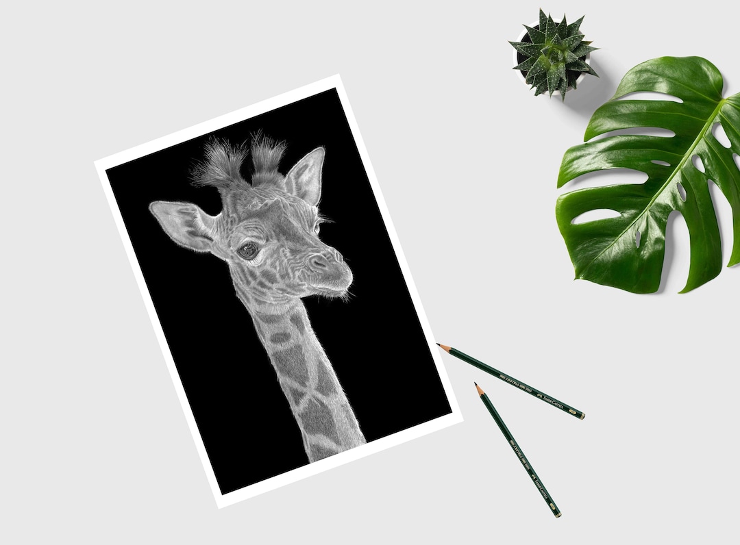 ORIGINAL GIRAFFE DRAWING | Unmounted Graphite Giraffe Sketch | Baby ...