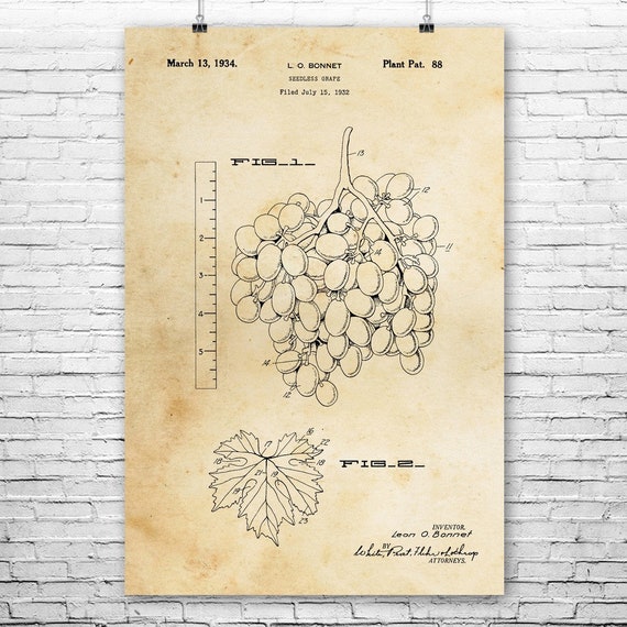 Seedless Grapes Poster Print Grape Vine Art Winemaker Gift | Etsy