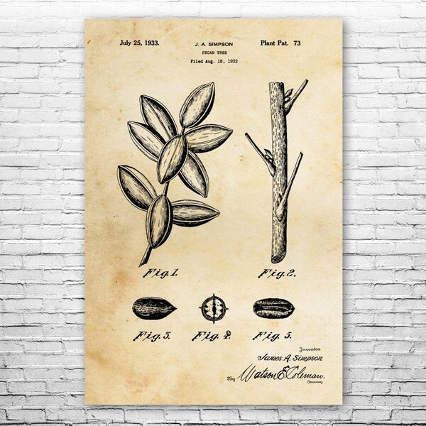 Pecan Tree - Etsy