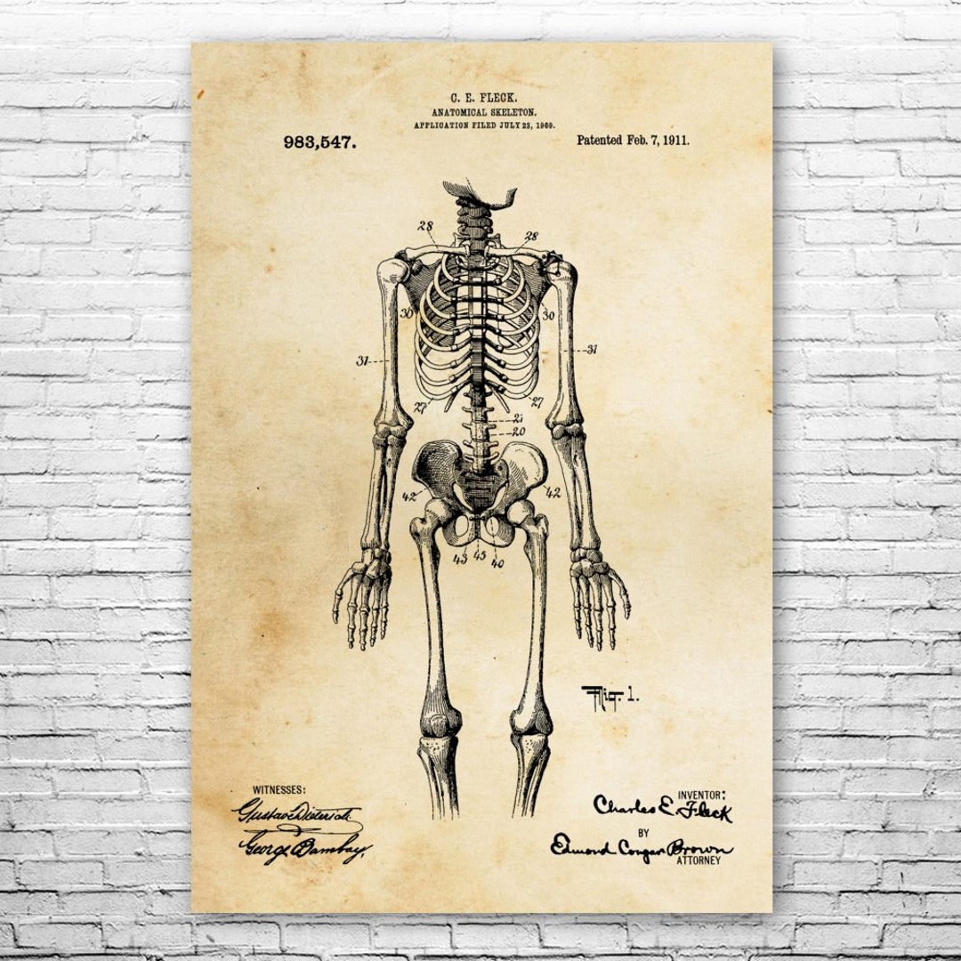 Anatomisches Skelett Poster Druck, Anatomie Kunst, Skelett Design, Med ...