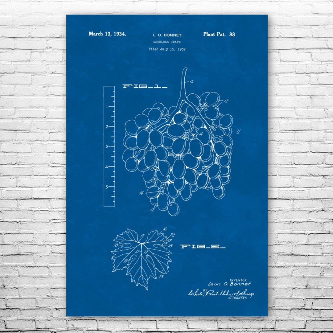 Seedless Grapes Poster Print Grape Vine Art Winemaker Gift - Etsy