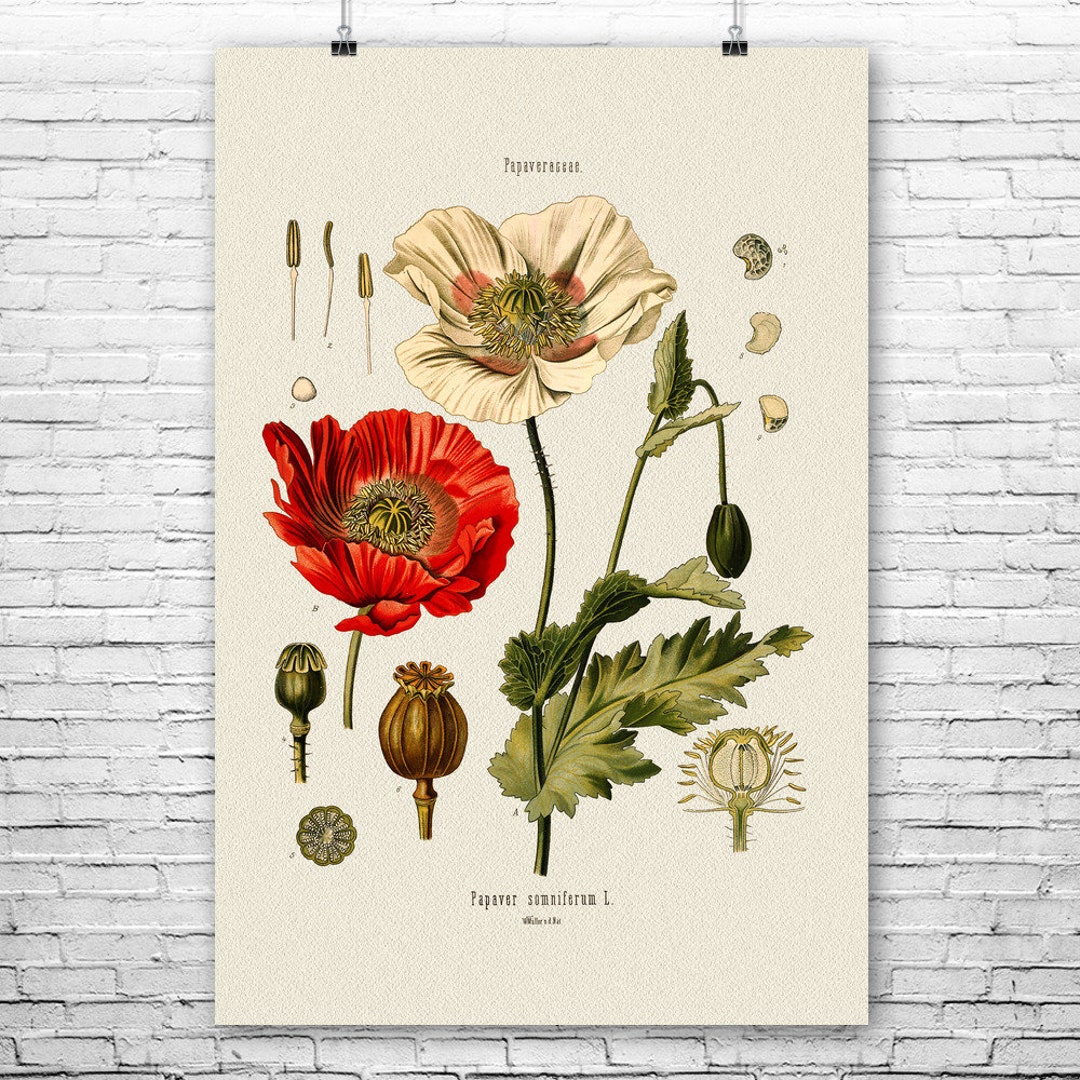 Poppy Flower Botanical Art Print Gardening Gift Medical - Etsy