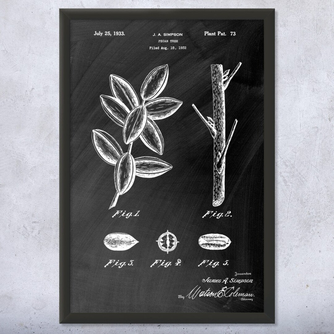 Framed Pecan Tree Wall Art Print, Pecan Art, Pecan Farmer Gift ...