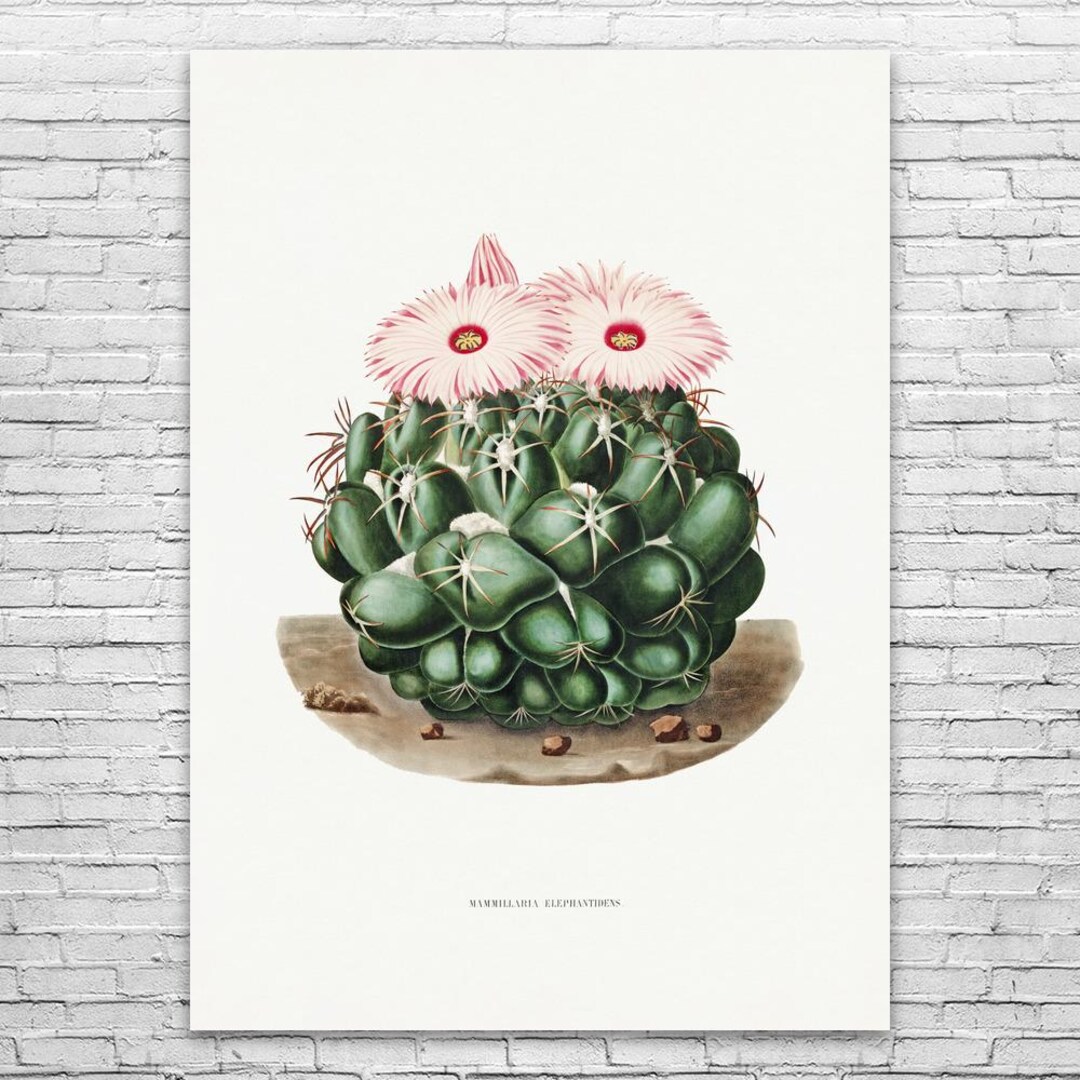 Elephants Tooth Cactus Botanical Art Print: Botanical Decor, Greenhouse ...