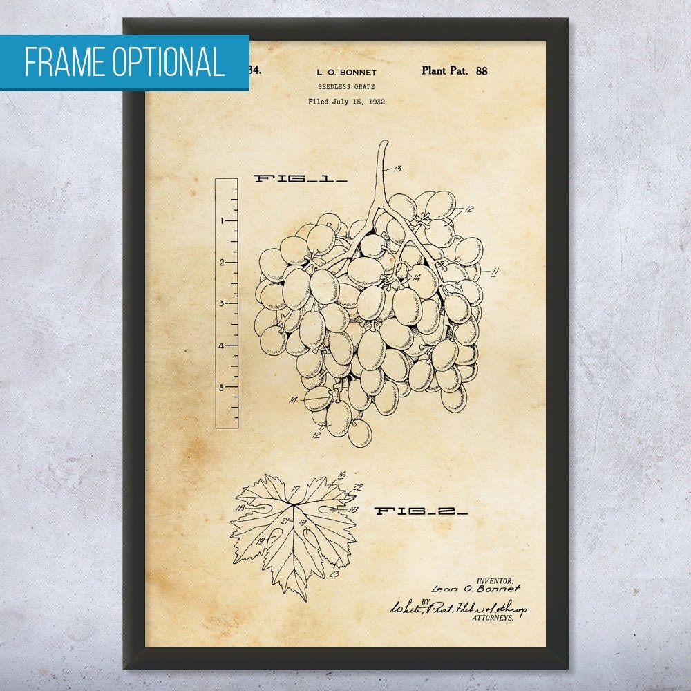 Seedless Grapes Poster Print Grape Vine Art Winemaker Gift | Etsy